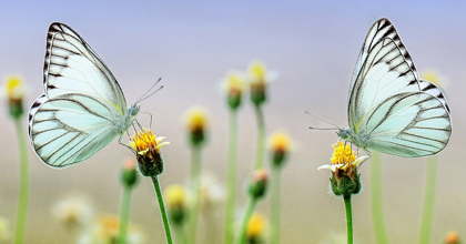 October 31, 2019 | Ancient tumuli (kofuns) in Japan registered as World ...
